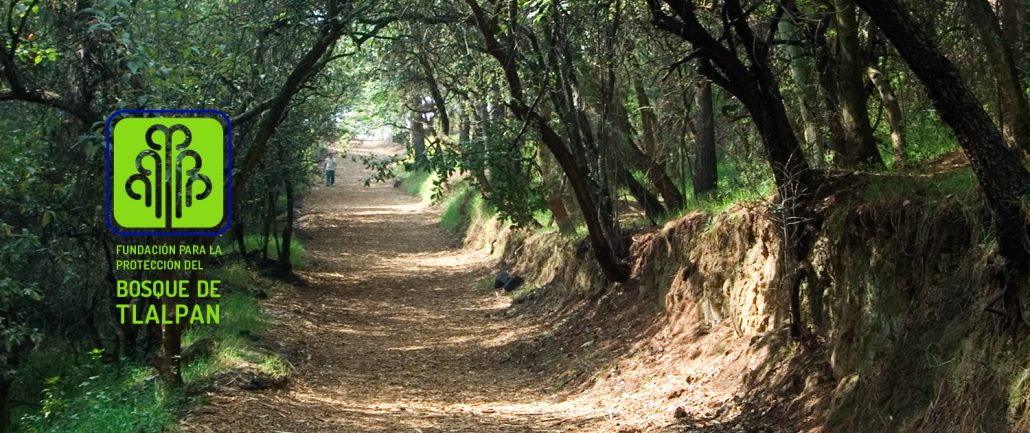 Fundación Bosque de Tlalpan – Protección Bosque Tlalpan